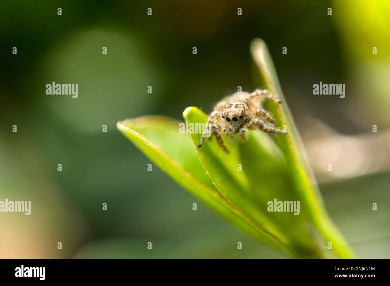 Jumping spider photo shot Stock Photo - Alamy