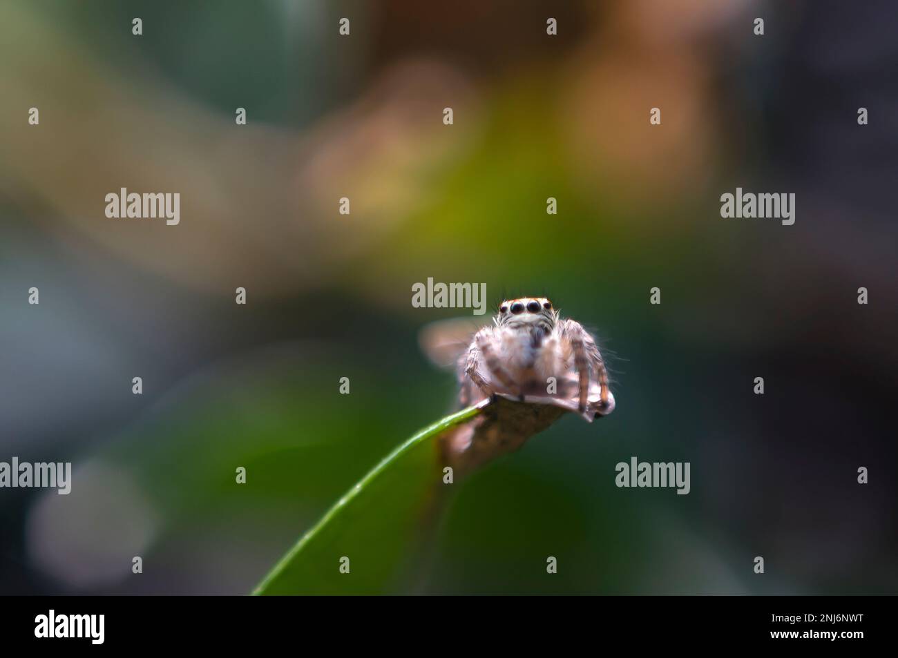 Jumping spider photo shot Stock Photo - Alamy