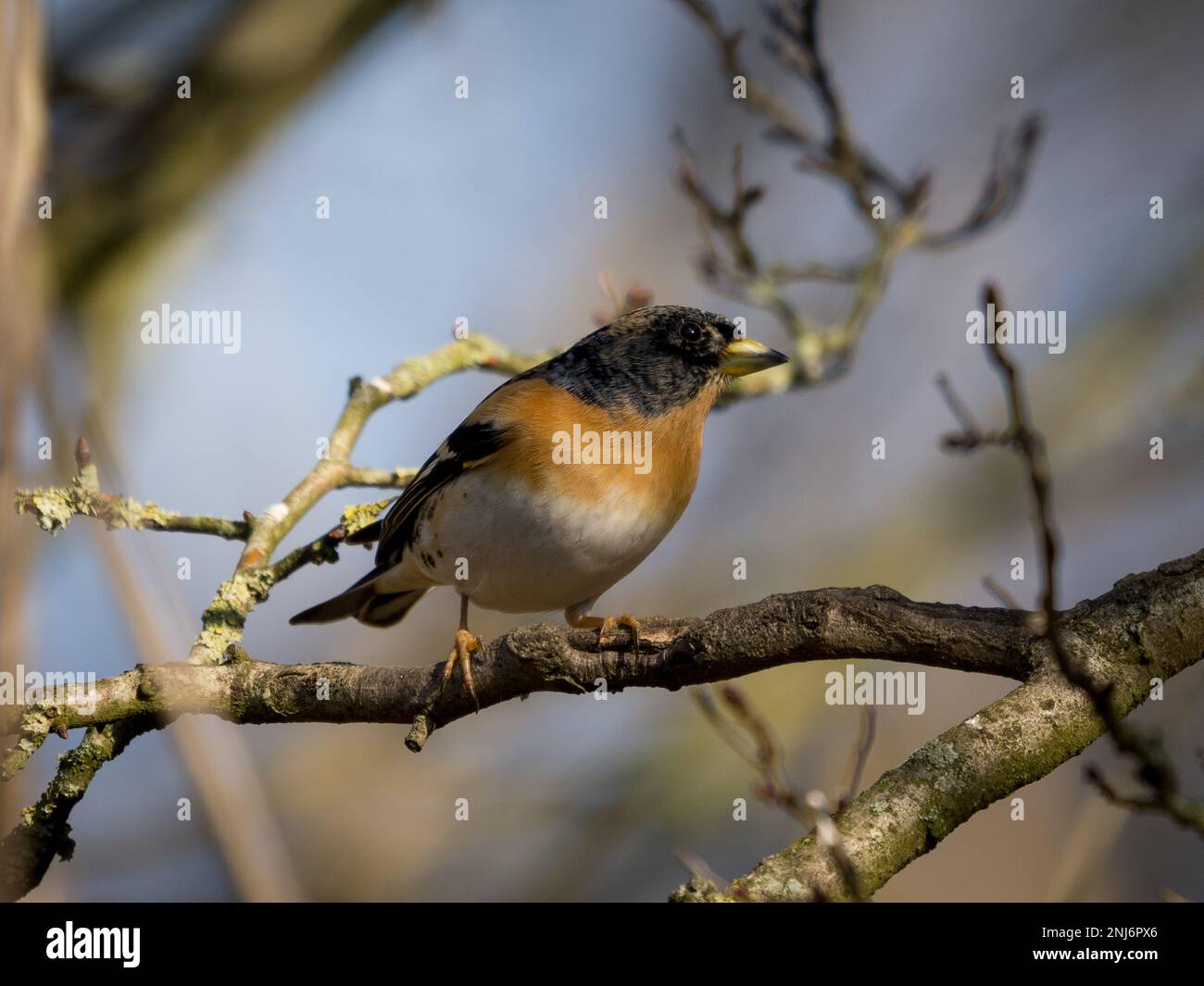 Brambling finch hi-res stock photography and images - Alamy