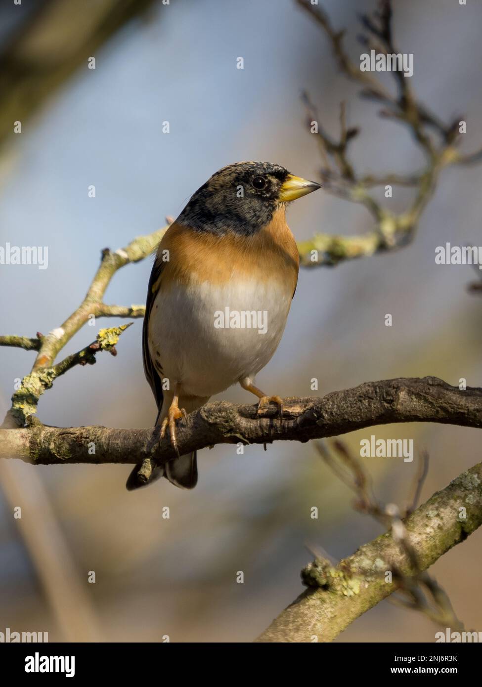 Brambling finch hi-res stock photography and images - Alamy