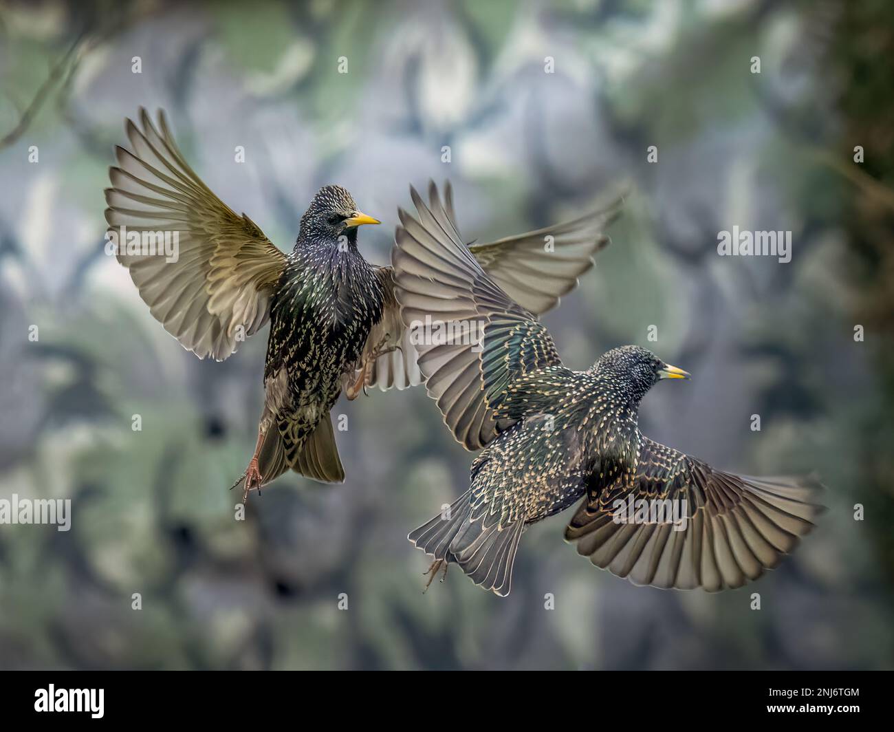 Starlings fighting hi-res stock photography and images - Alamy