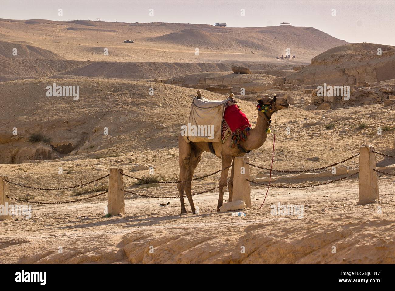 Full body remote shot of camel with colorful harness and a red blanket ...