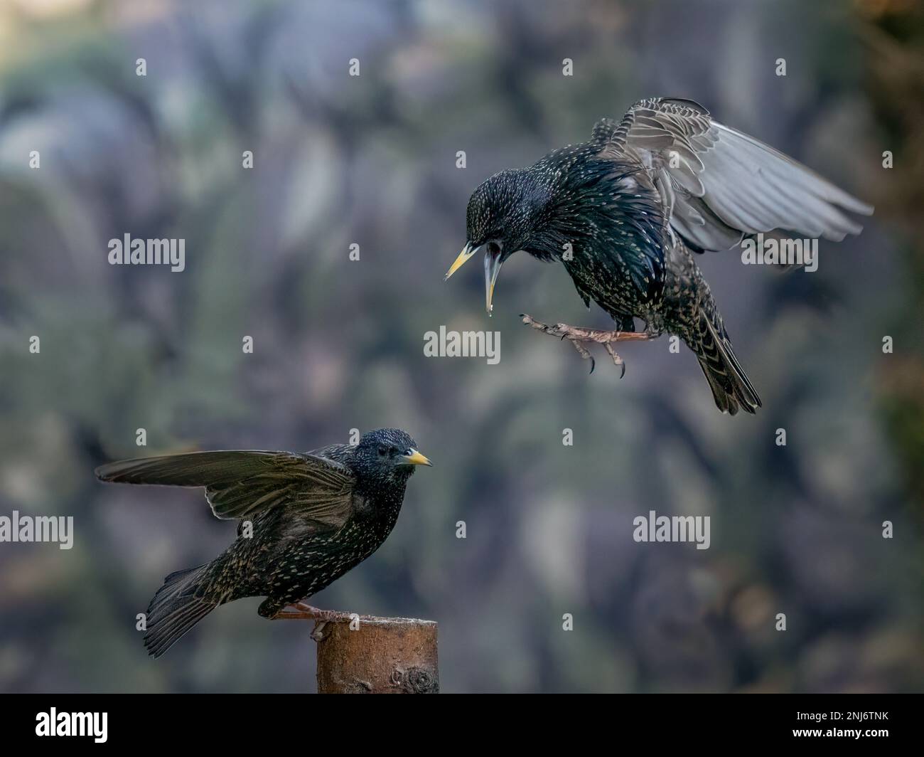 Fighting Starlings (Sturnus vulgaris Stock Photo - Alamy