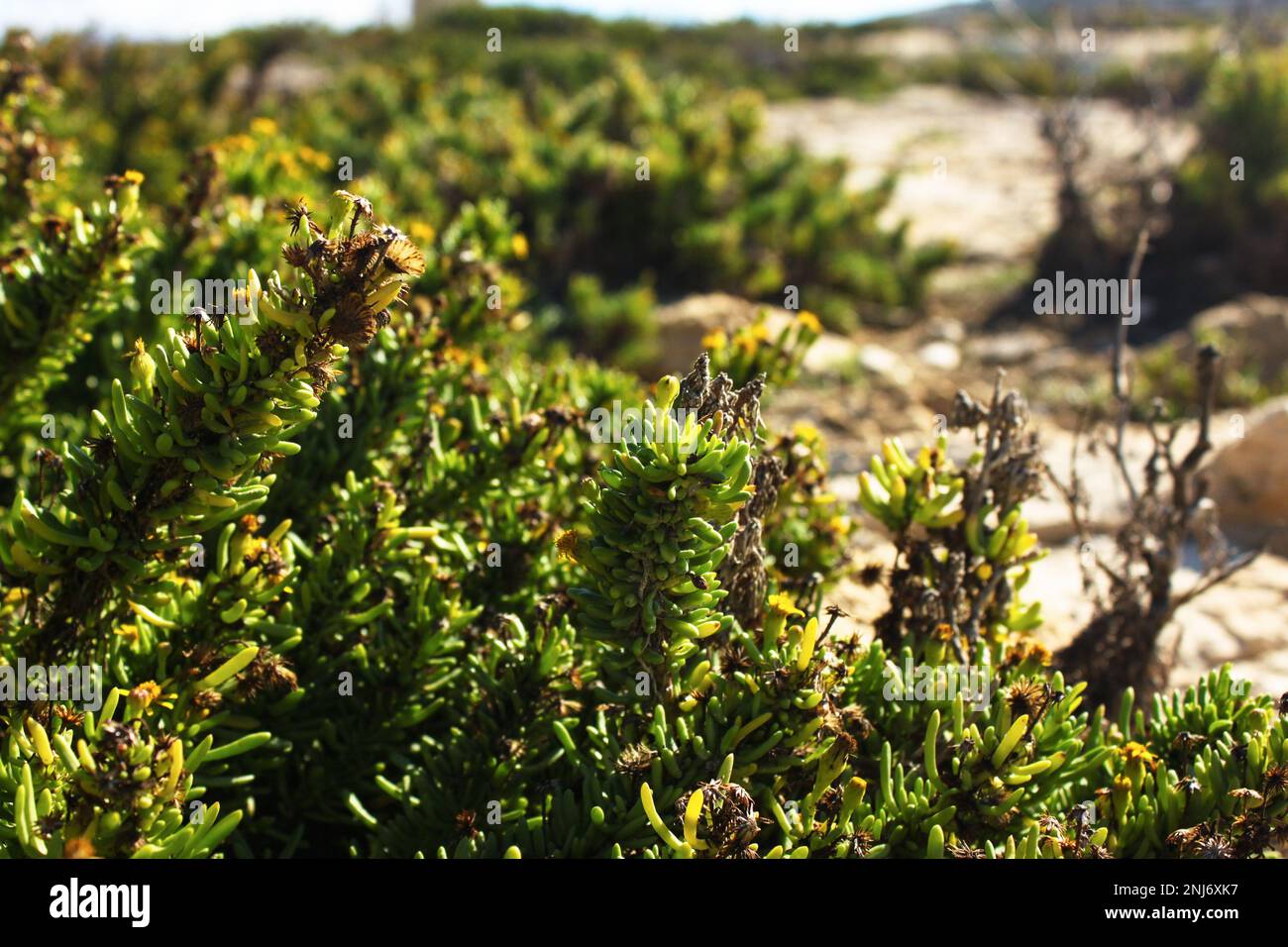 Growing season green plants hi-res stock photography and images - Alamy