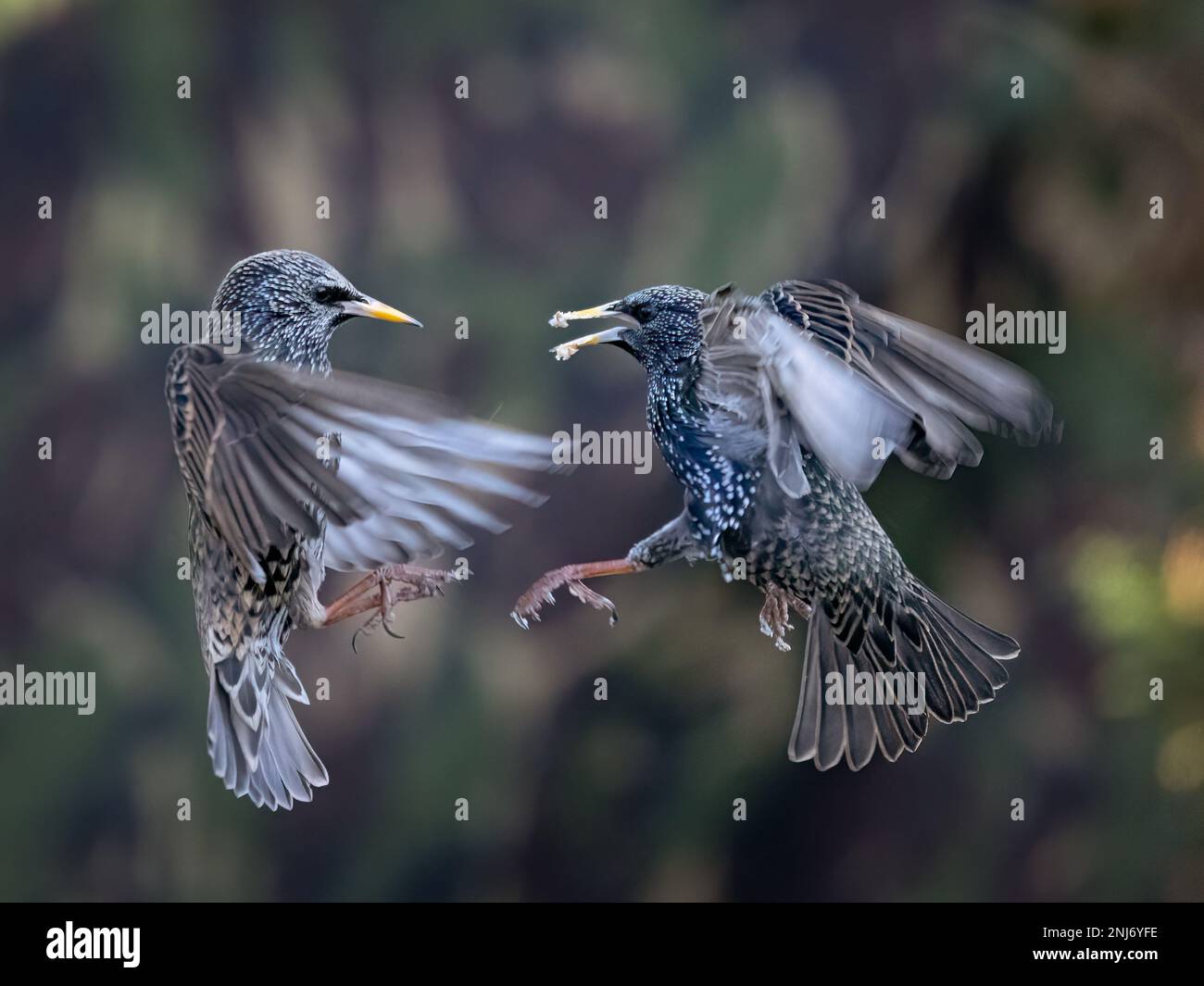 Fighting Starlings (Sturnus vulgaris Stock Photo - Alamy