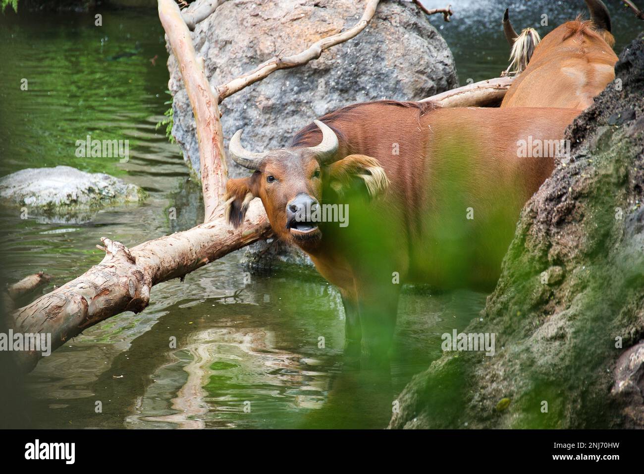 Distance shot of Asian cattle in water taken through leaves in ...