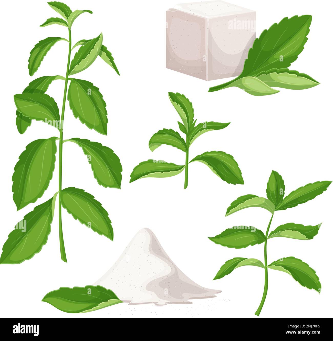 stevia diet healthy set cartoon vector illustration color sign Stock ...