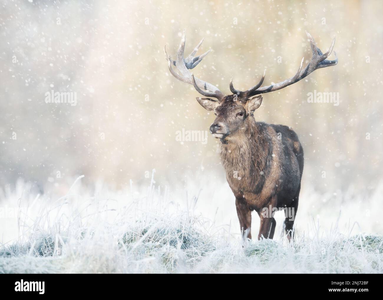 Close up of a Red deer stag in the falling snow in winter, UK Stock ...