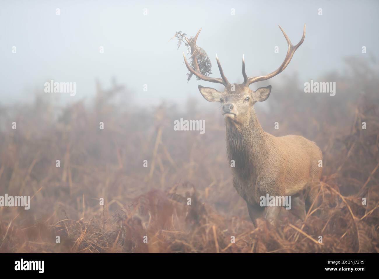 Close up of a red deer stag in the morning mist, UK Stock Photo - Alamy