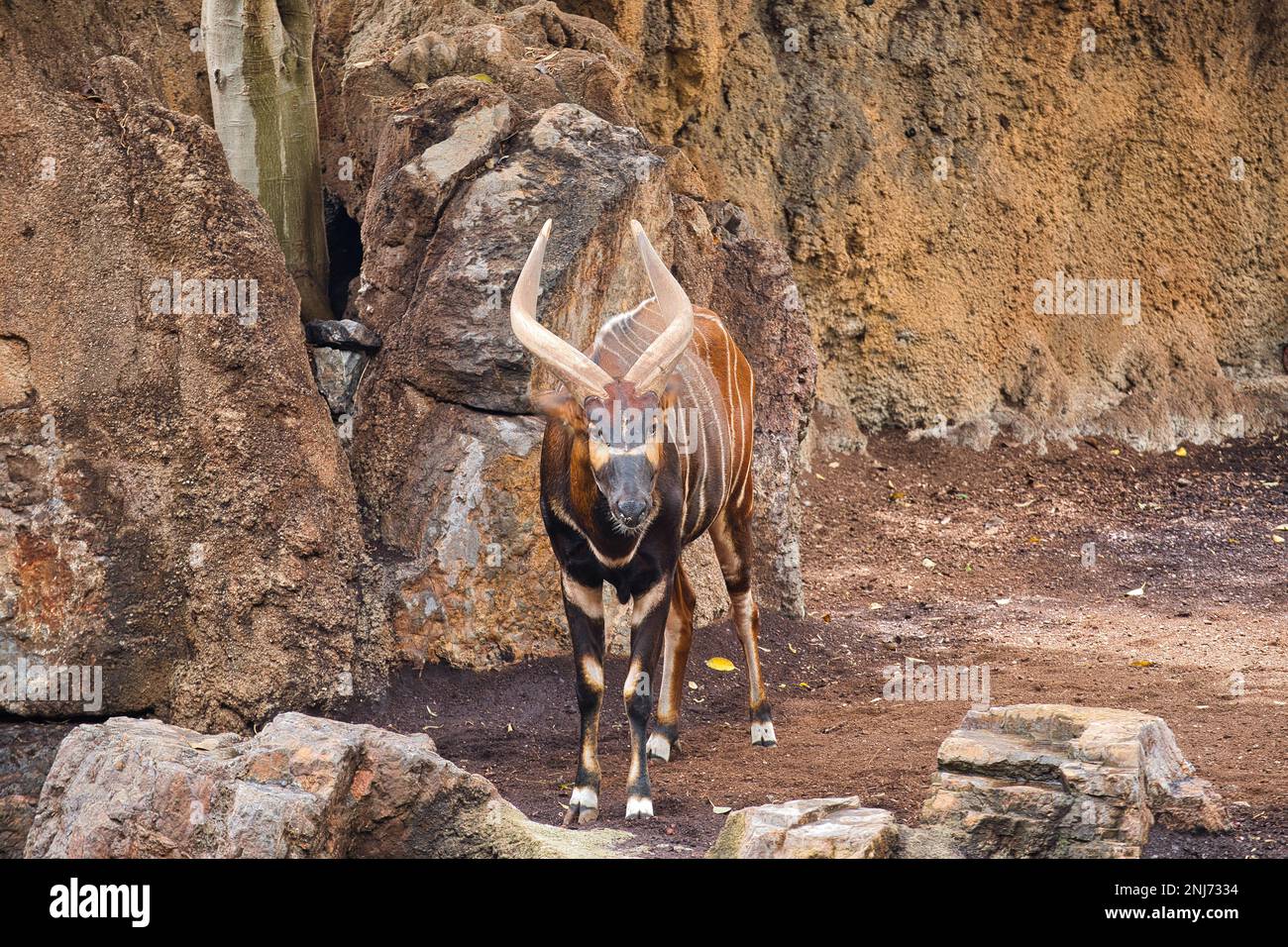 Full body shot of a bongo with rocky background Stock Photo - Alamy