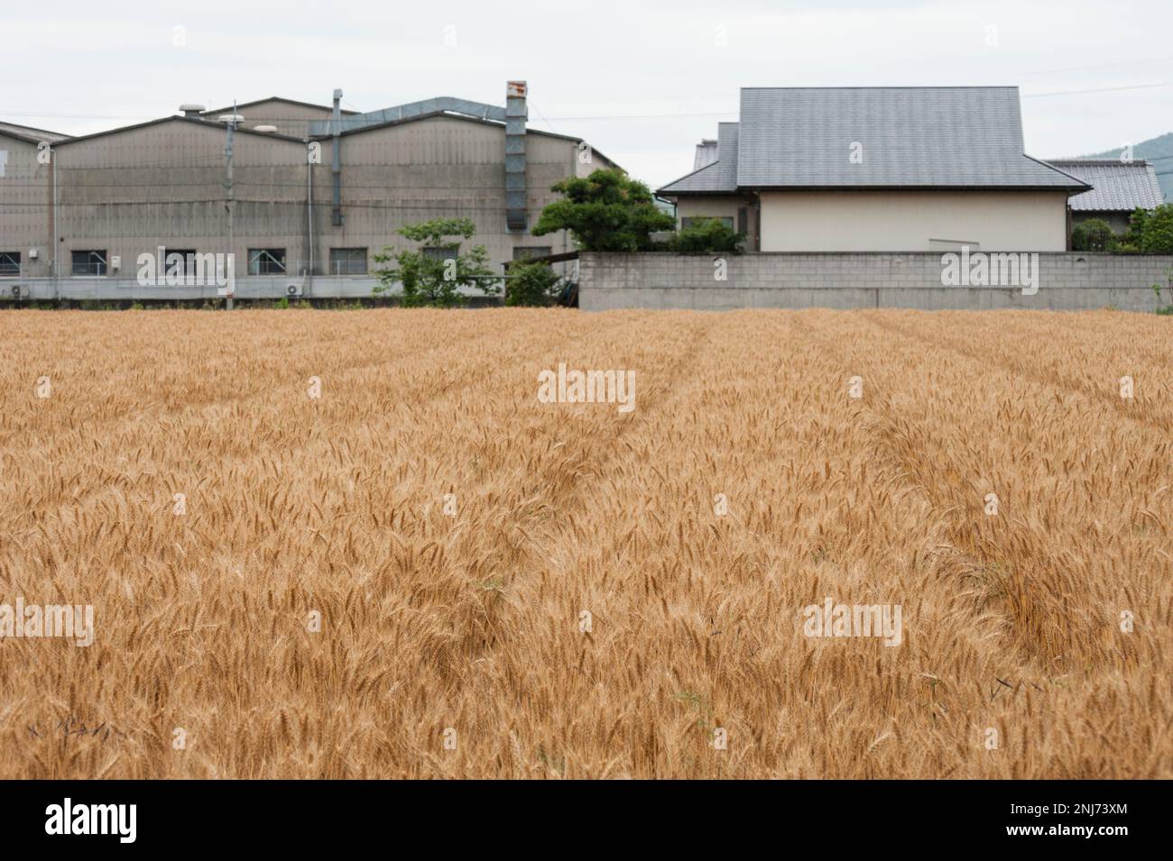 Wheat fields against factory buildings in Takamatsu, Shikoku, Japan ...