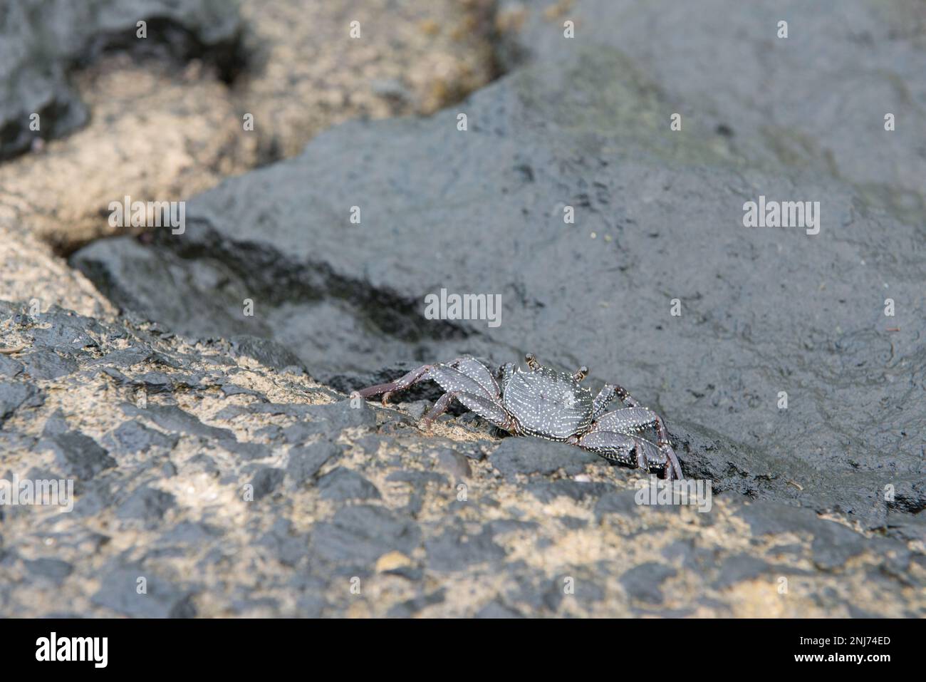 Hawaiian Black Crab
