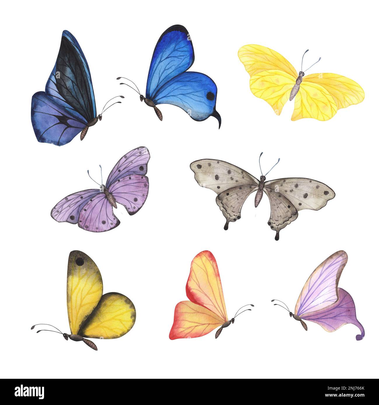 Set butterfly with detailed wings isolated on white background ...