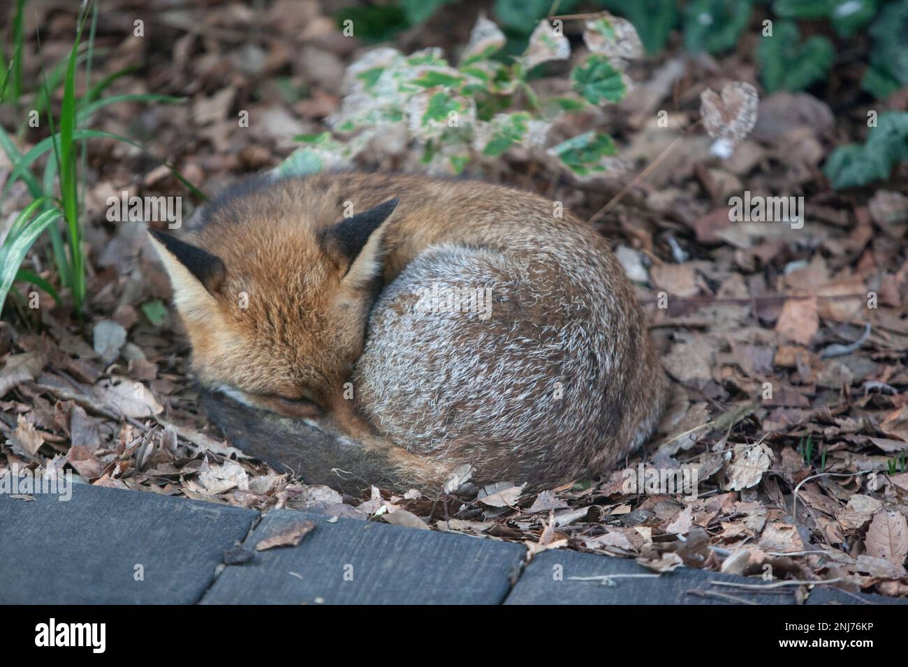 London, UK, a fox sleeps curled up amongst fallen leaves in a flowerbed ...