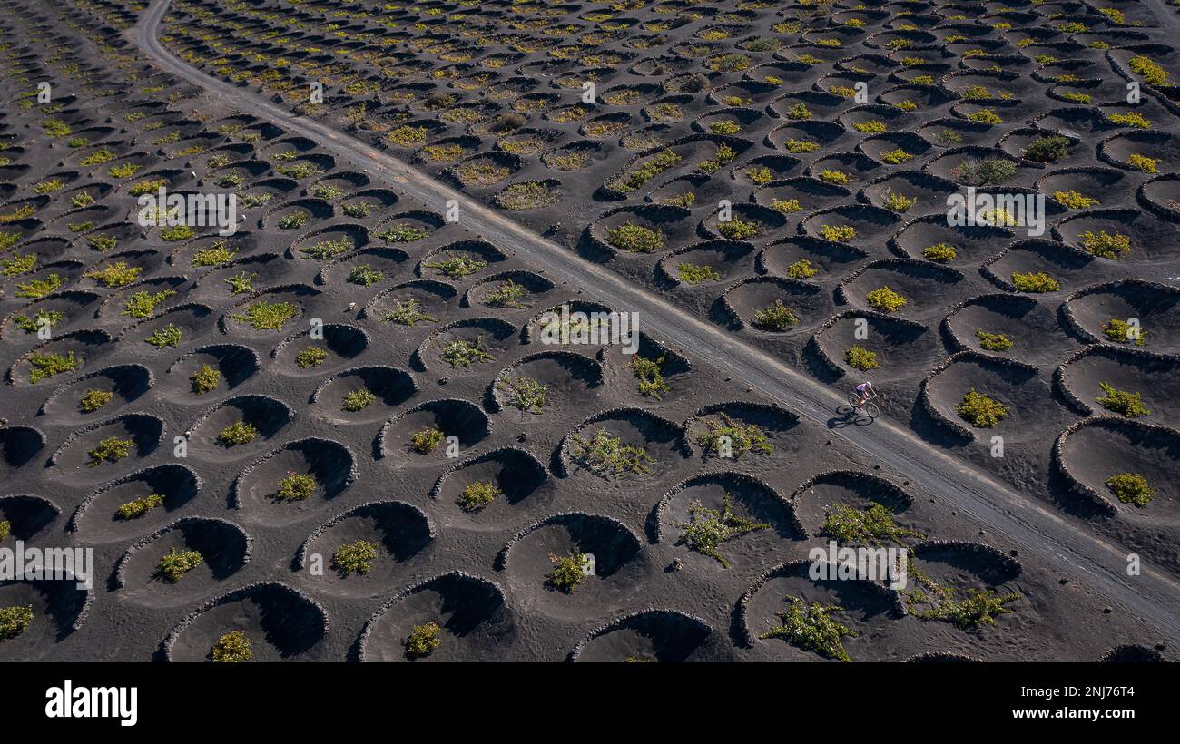 Vinery, La Geria, Lanzarote, Canary Islands, Spain Stock Photo - Alamy