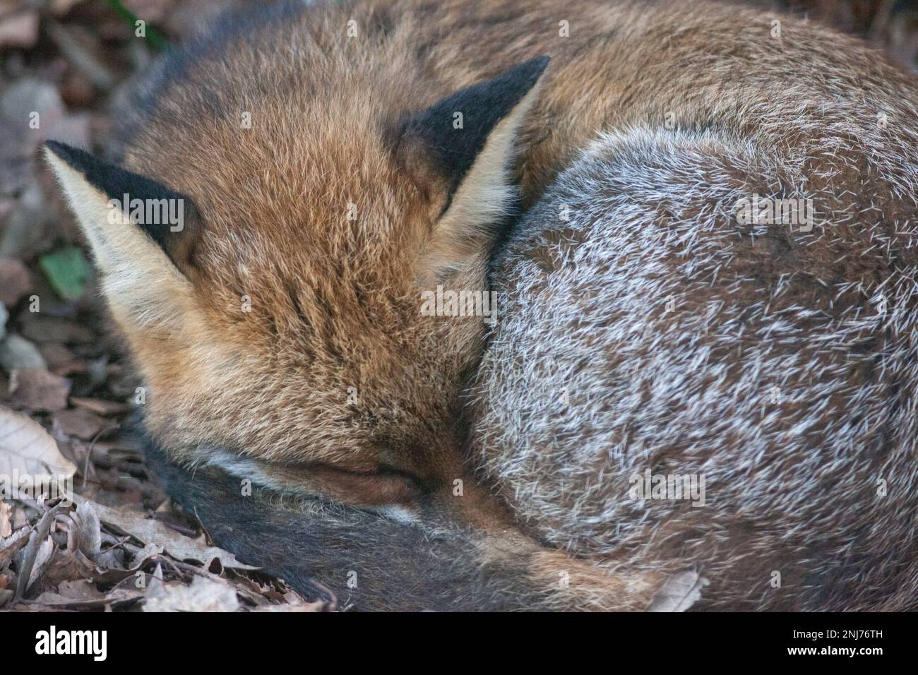 London, UK, a fox sleeps curled up amongst fallen leaves in a flowerbed ...
