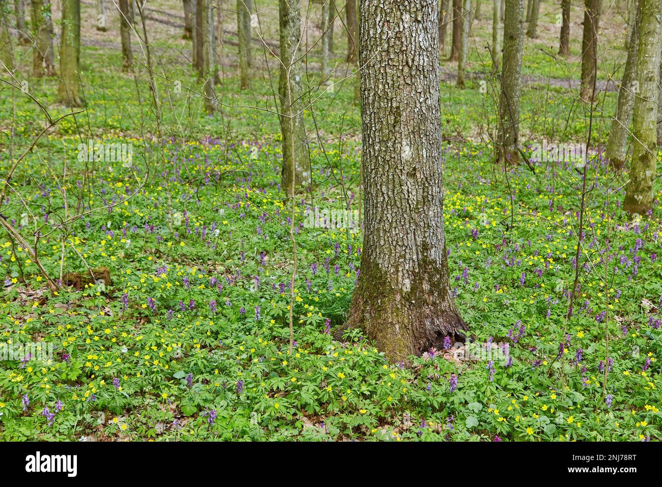 Beautiful woodland landscapes. Spring flowers In the forest Stock Photo ...