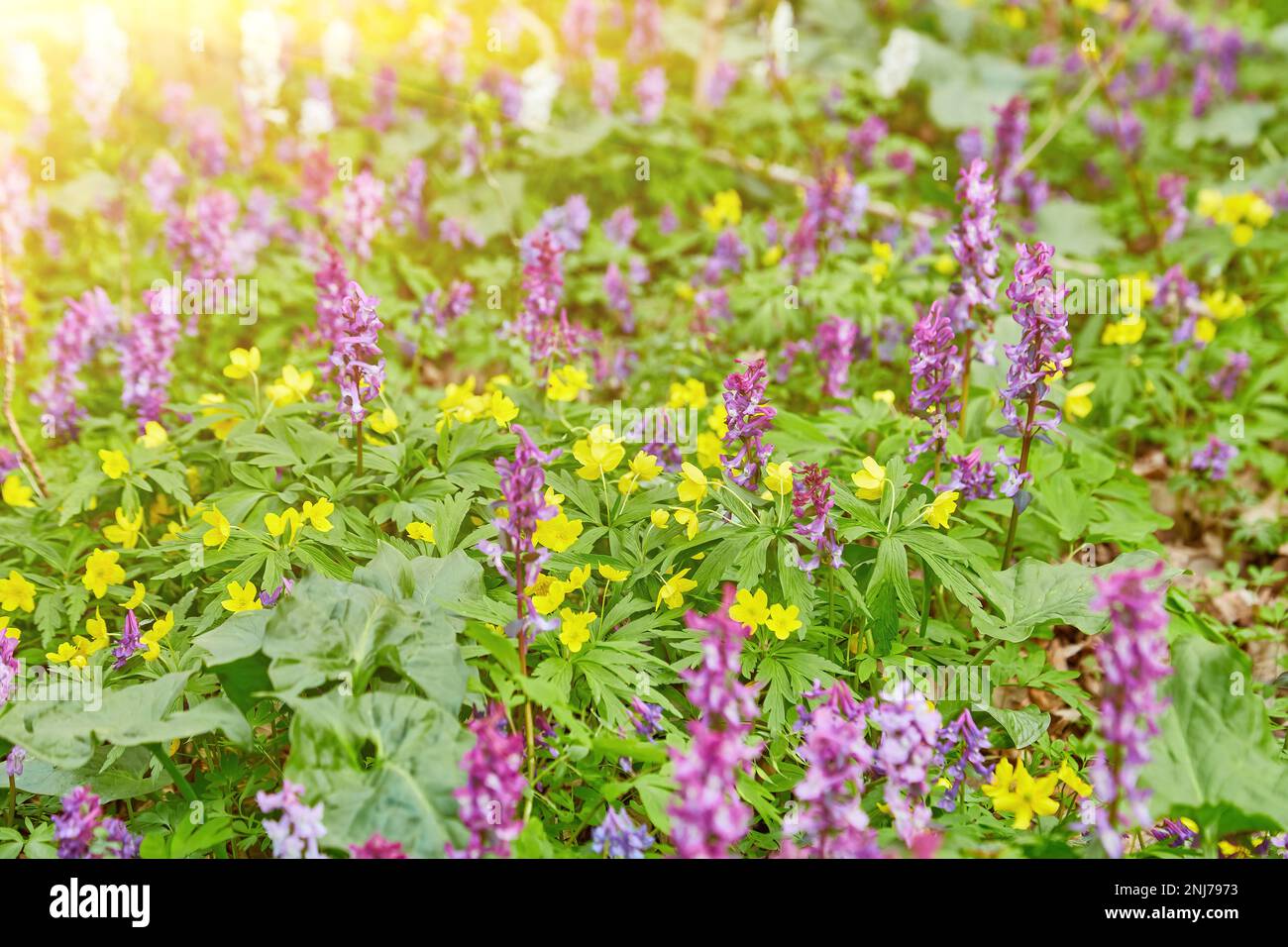 Beautiful woodland landscapes. Spring flowers In the forest Stock Photo ...