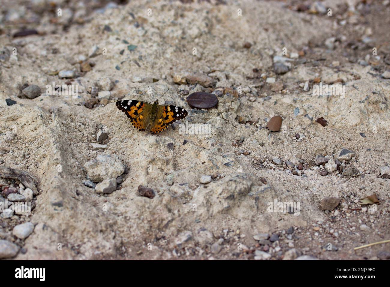 Long distance shot of an orange black white butterfly on a stony ground ...