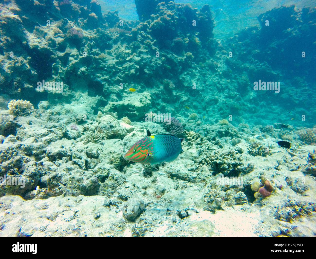A parrotfish taken from the front side, pale corals in the background ...
