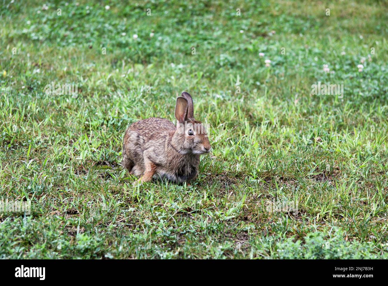 Hare running forest hi-res stock photography and images - Alamy