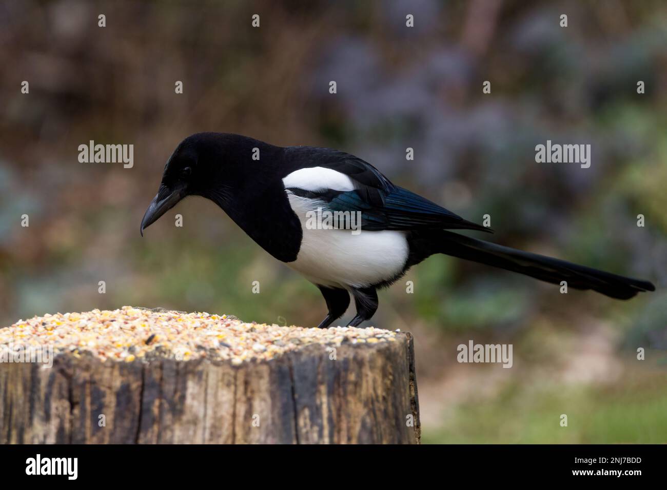 Magpie Pica pica, pied black with white belly flanks and wing bar dark ...