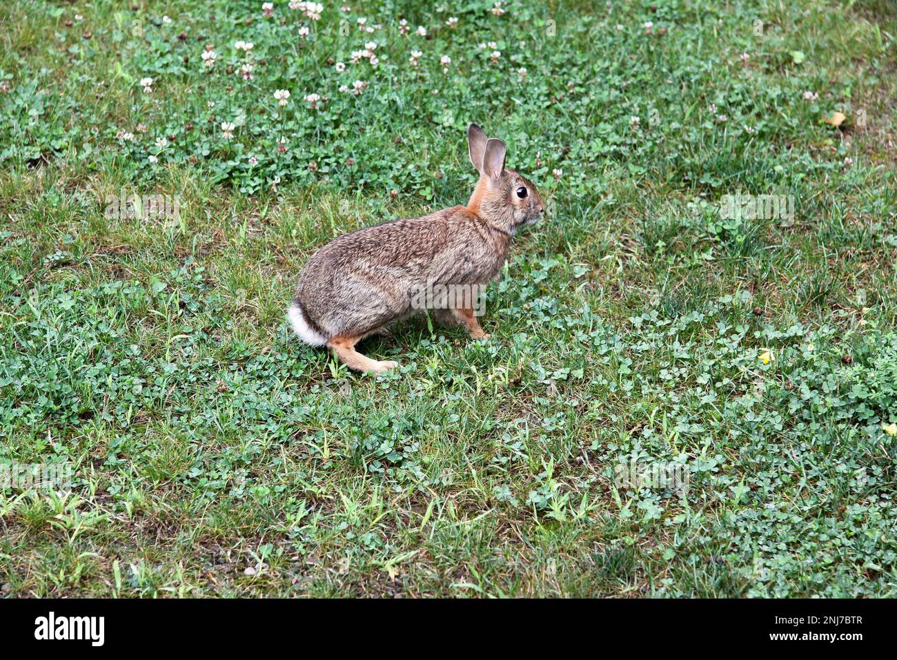 Full body shot of a hare on a green meadow Stock Photo - Alamy