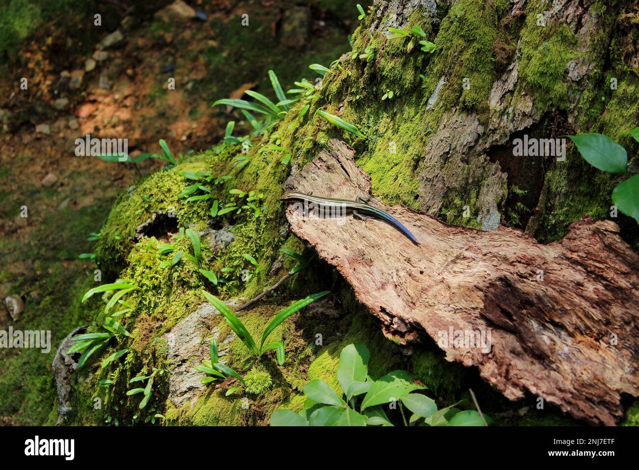 Long distance shot of a colorful lizard lying on wood in a fairy tale ...