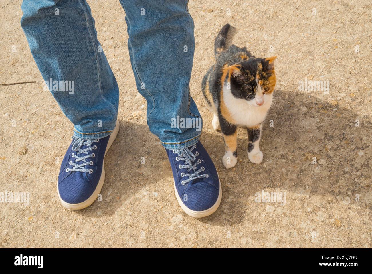 Cat with owner legs hi-res stock photography and images - Alamy