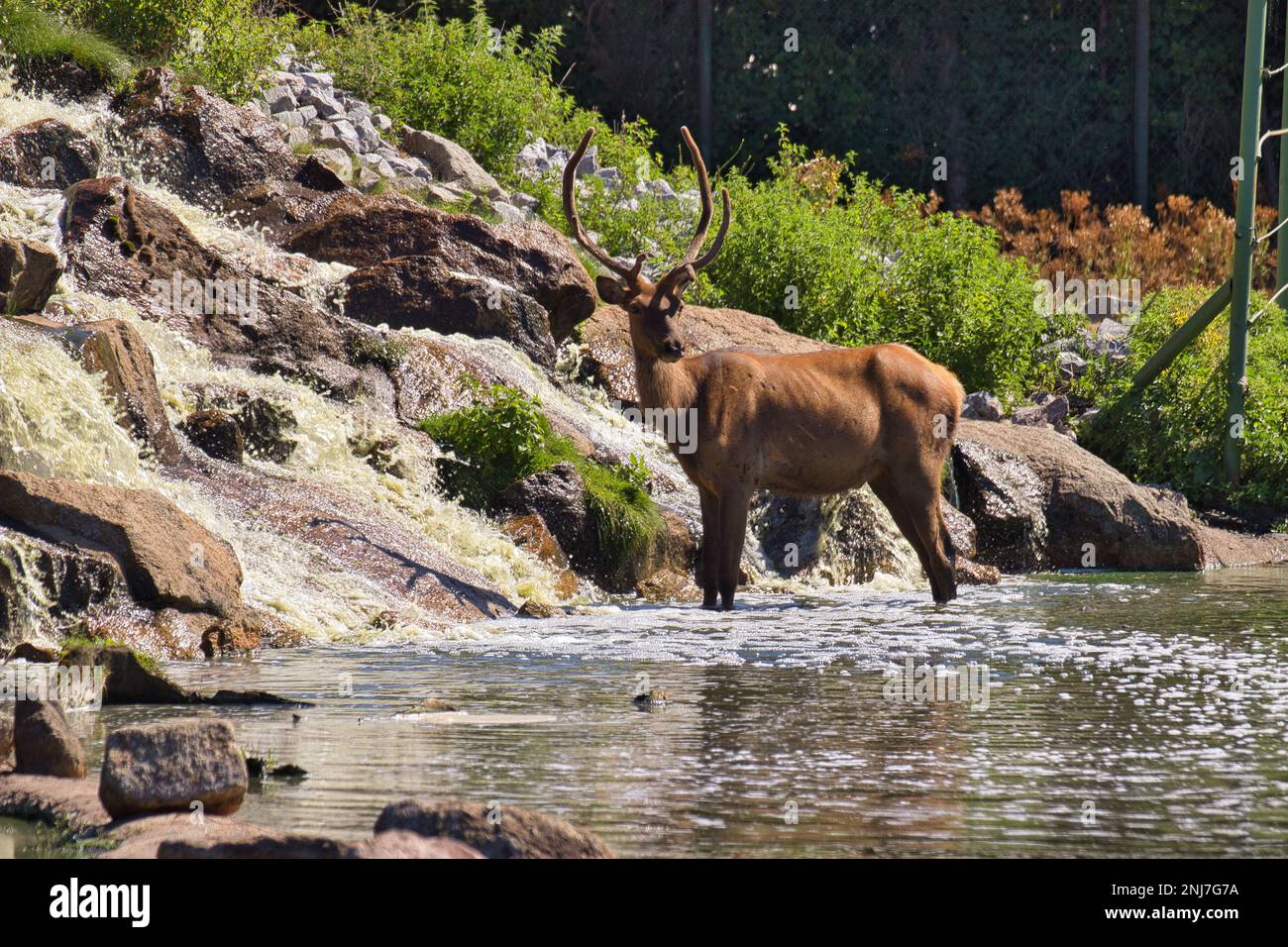 Full body long distance shot of a deer in the water at a waterfall, in ...