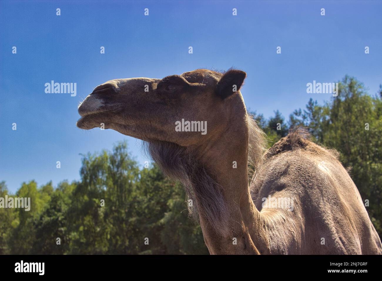 Camel looking hi-res stock photography and images - Alamy