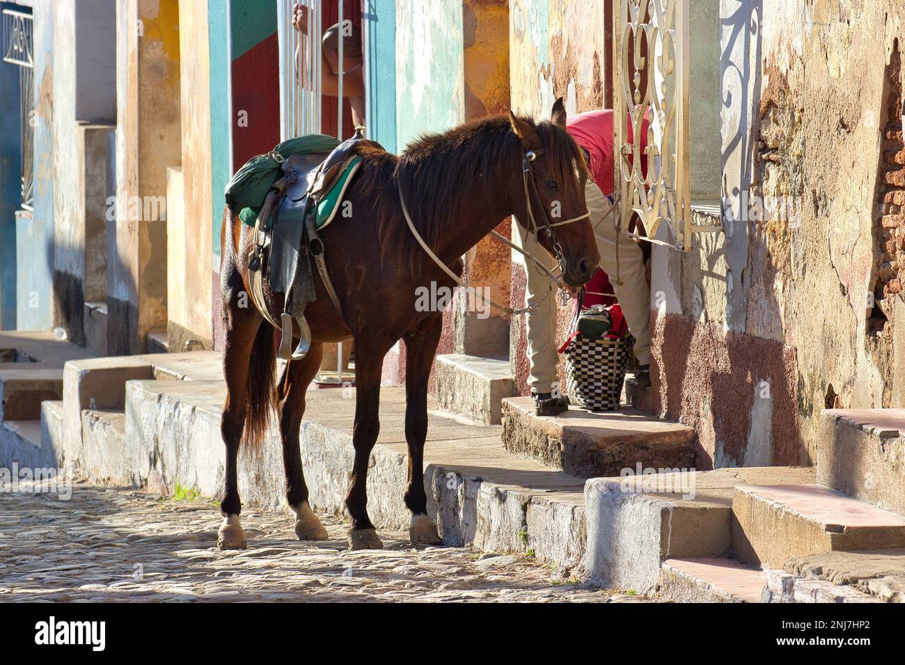 A brown horse photographed in a light-splashed alley with the colorful ...