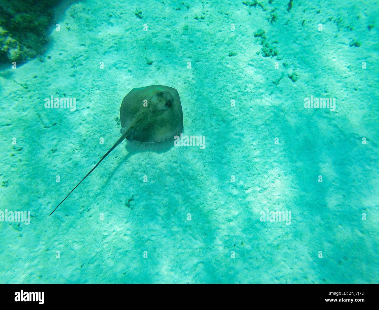 Underwater shot of a stingray hi-res stock photography and images - Alamy