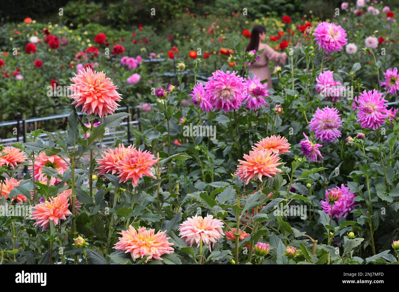 Flowers of dahlia are in full bloom at Tokyo Machida Dahlia Garden in ...