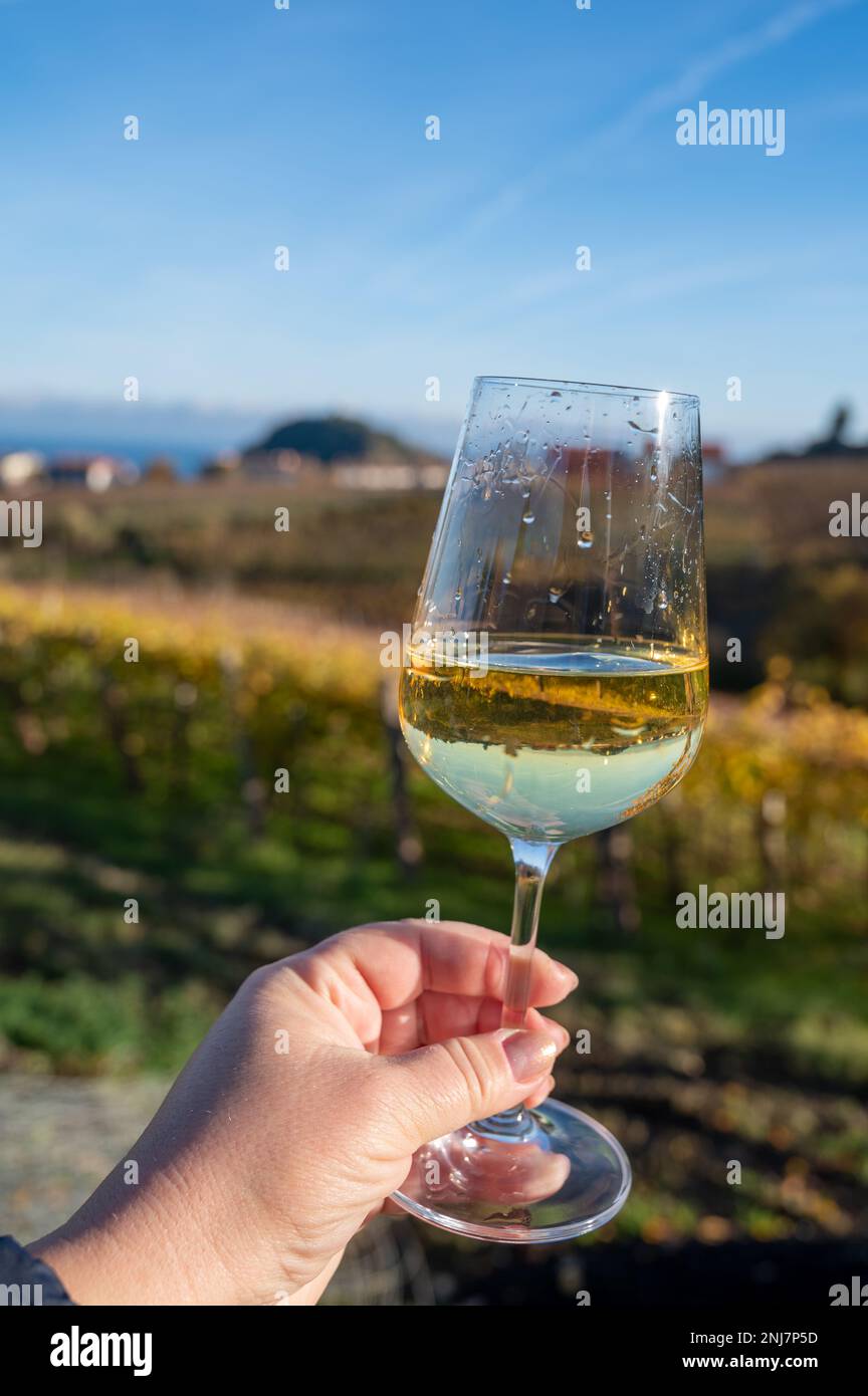 Tasting during winery tour of txakoli or chacolí slightly sparkling ...
