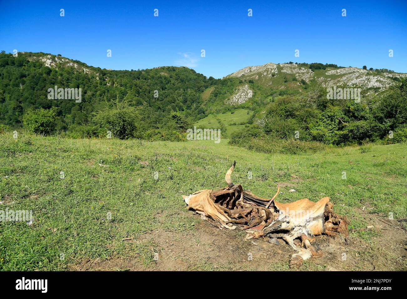 Dead cow in the Spanish mountains Stock Photo - Alamy