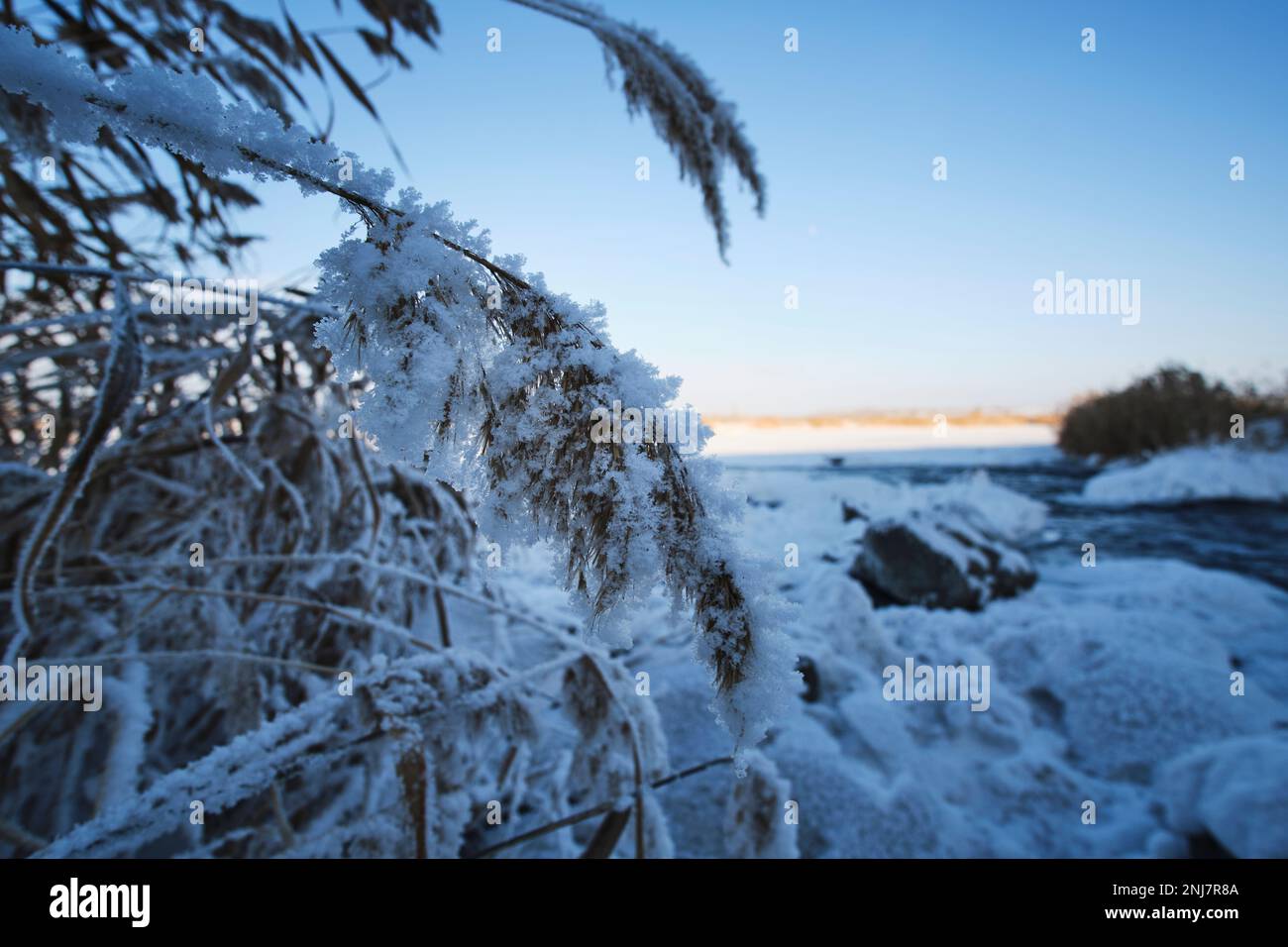 Frozen, covered with snow and frost reed on river bank Stock Photo - Alamy