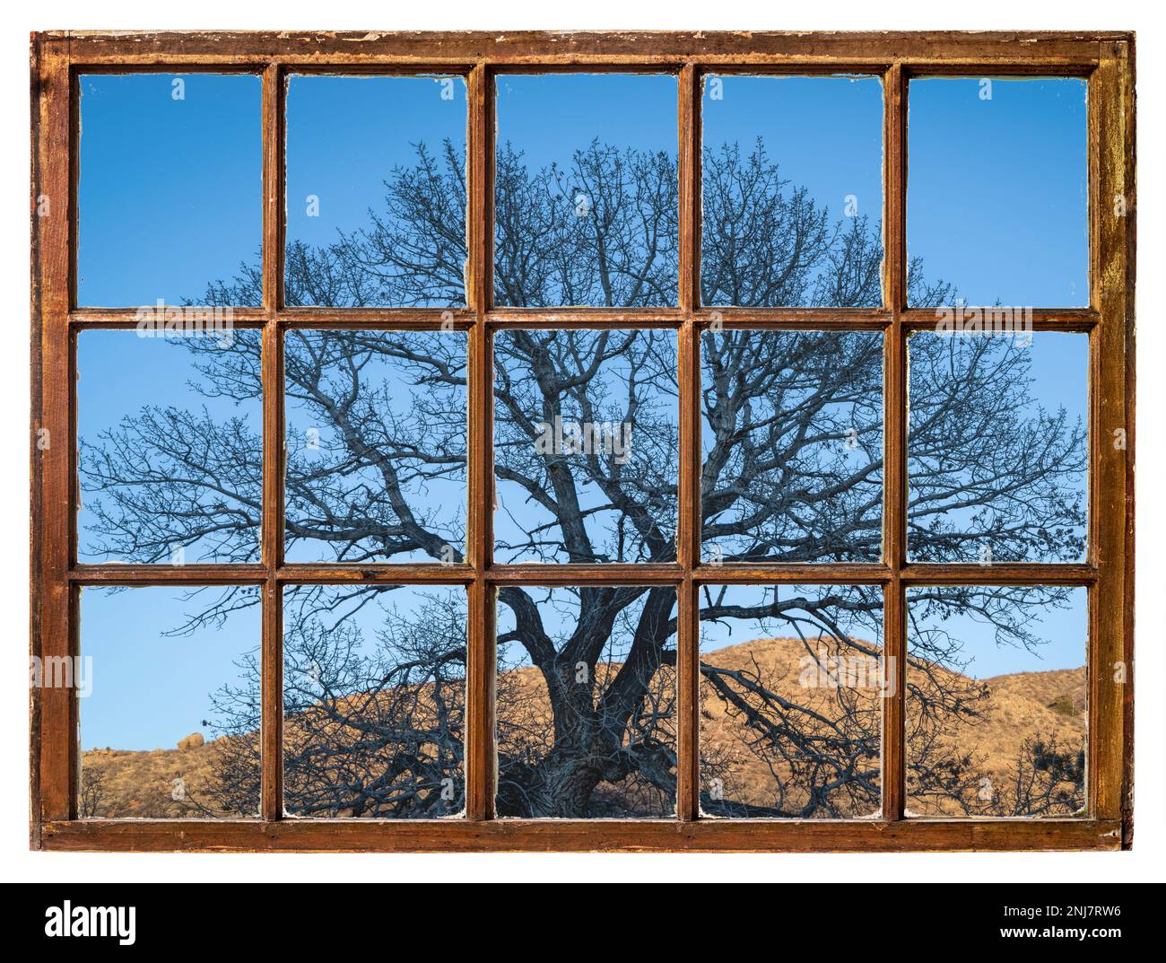tree silhouette at Colorado foothills - window view Stock Photo - Alamy
