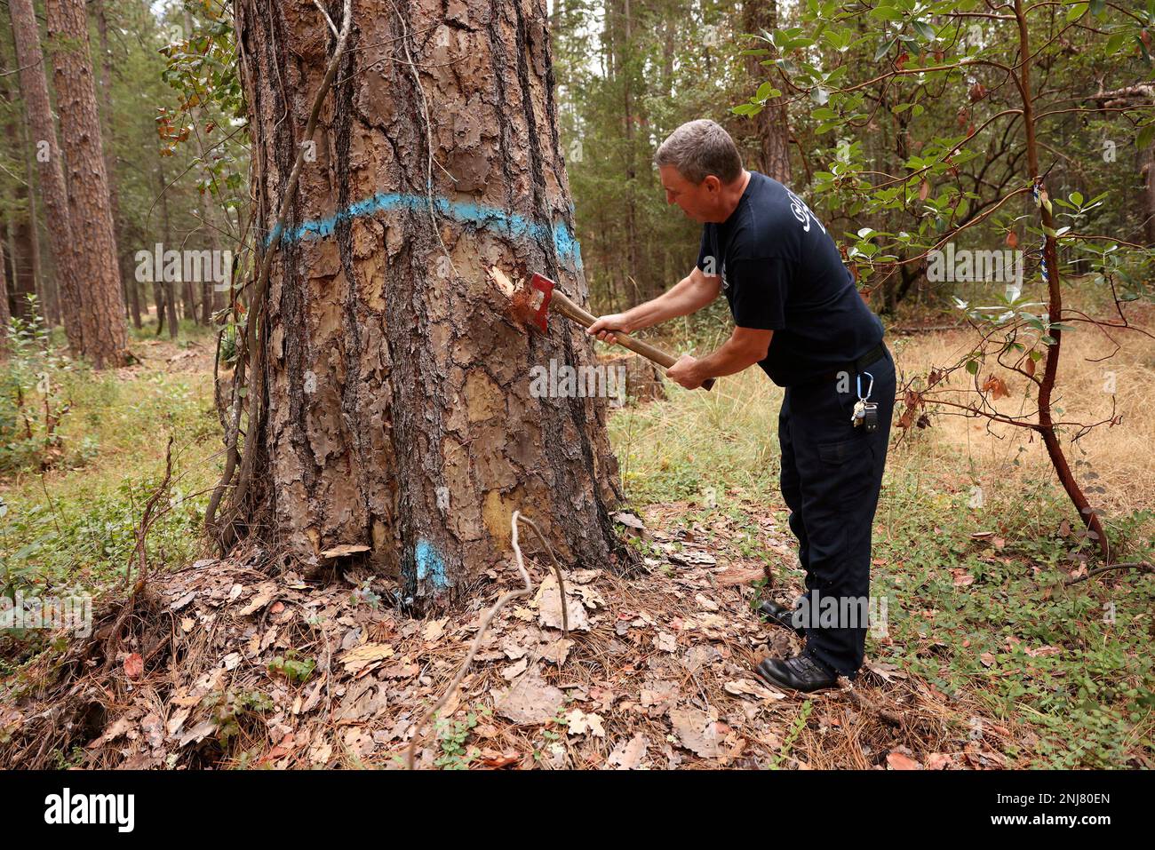 CalFire's Peter Leuzinger makes a cut in a dying Ponderosa pine that is ...