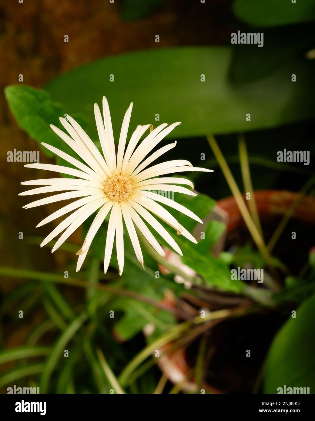 Beautiful yellow real gerbera hi-res stock photography and images - Alamy