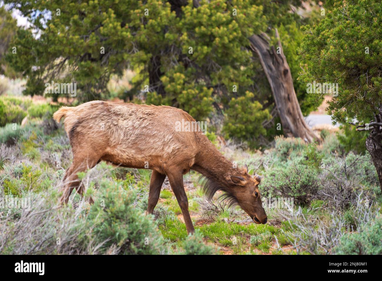 Grand Canyon National Park with an elk eating forage Stock Photo - Alamy