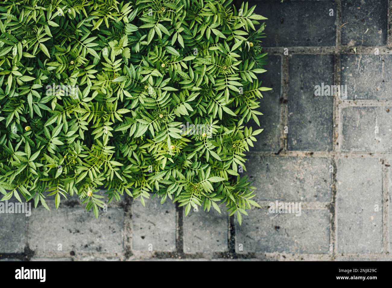 Green natural background of flower seedlings for urban flower beds ...