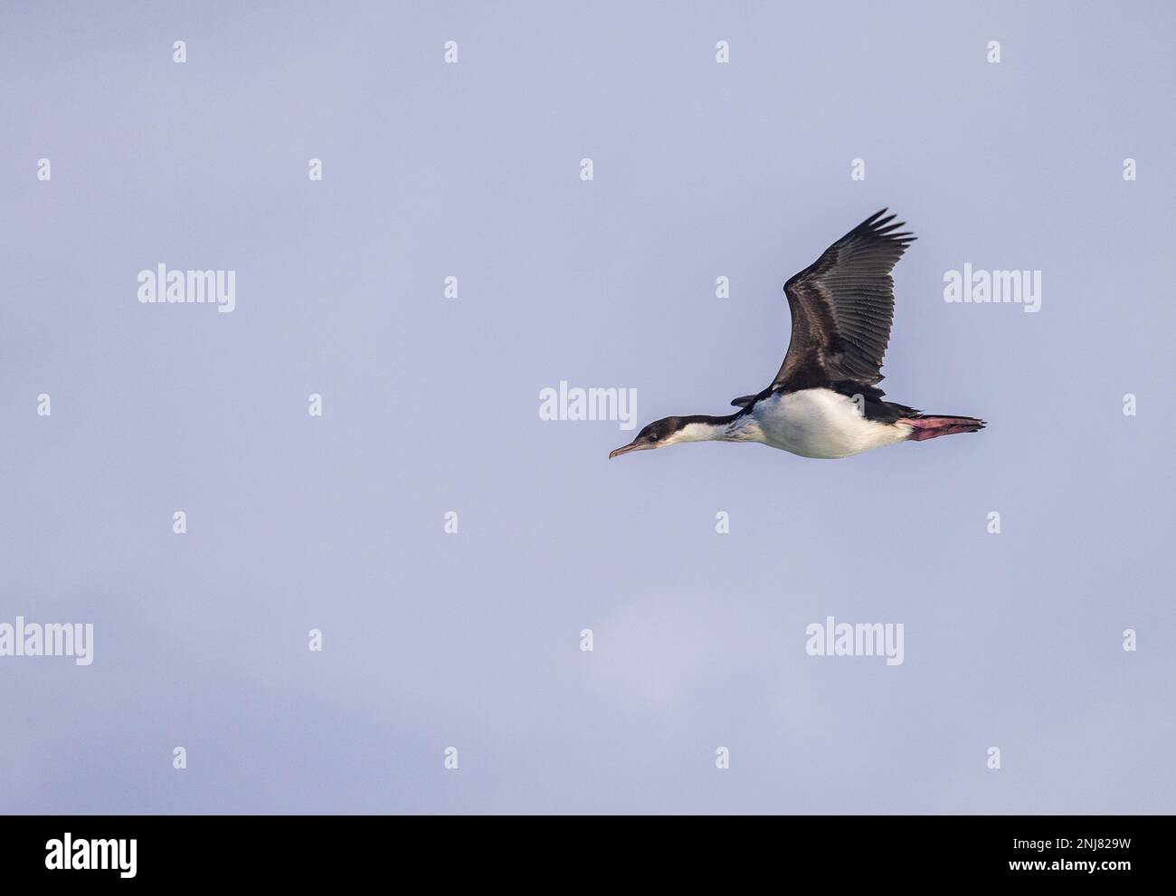 Imperial shag leucocarbo atriceps in flight hi-res stock photography ...
