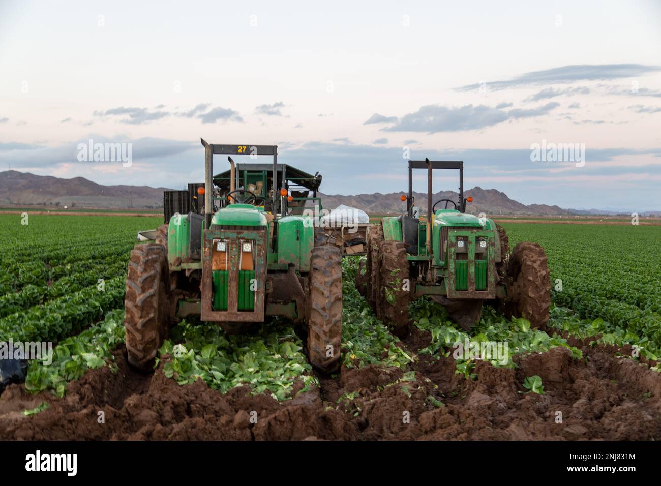 Agriculture in Yuma Az Stock Photo - Alamy