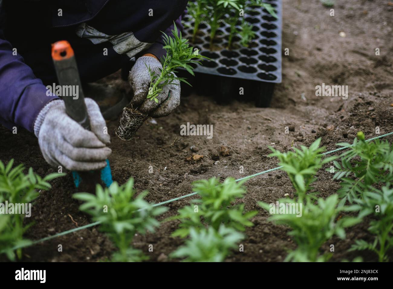 A male gardener plants flower seedlings, decorates a flower bed. Male ...