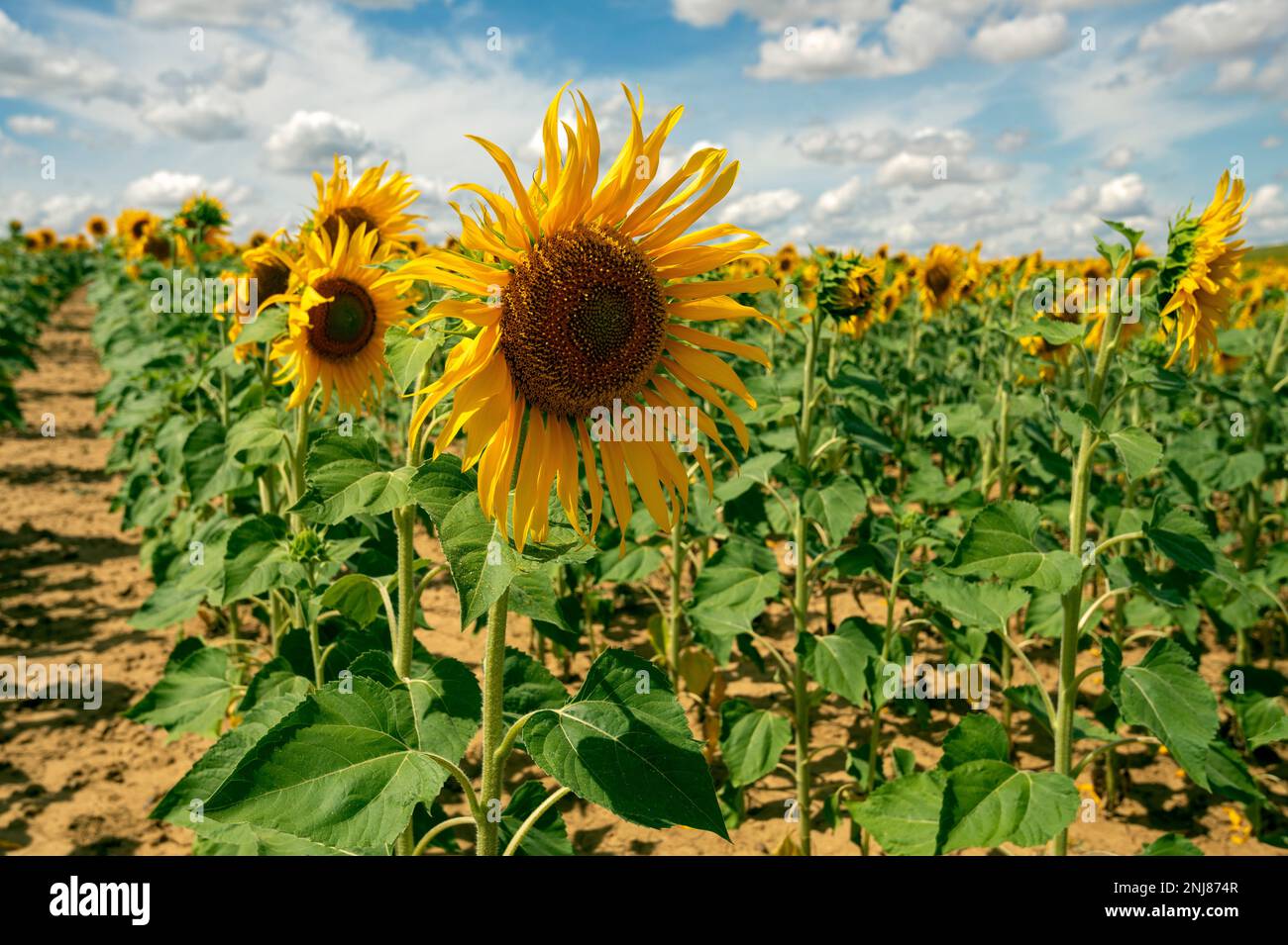 Fields of beautiful sunflowers growing next to the pathway on the Way ...