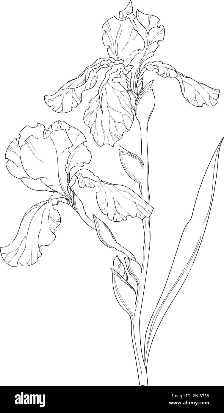 iris, flower branch with buds ink art, floral botanical vector ...