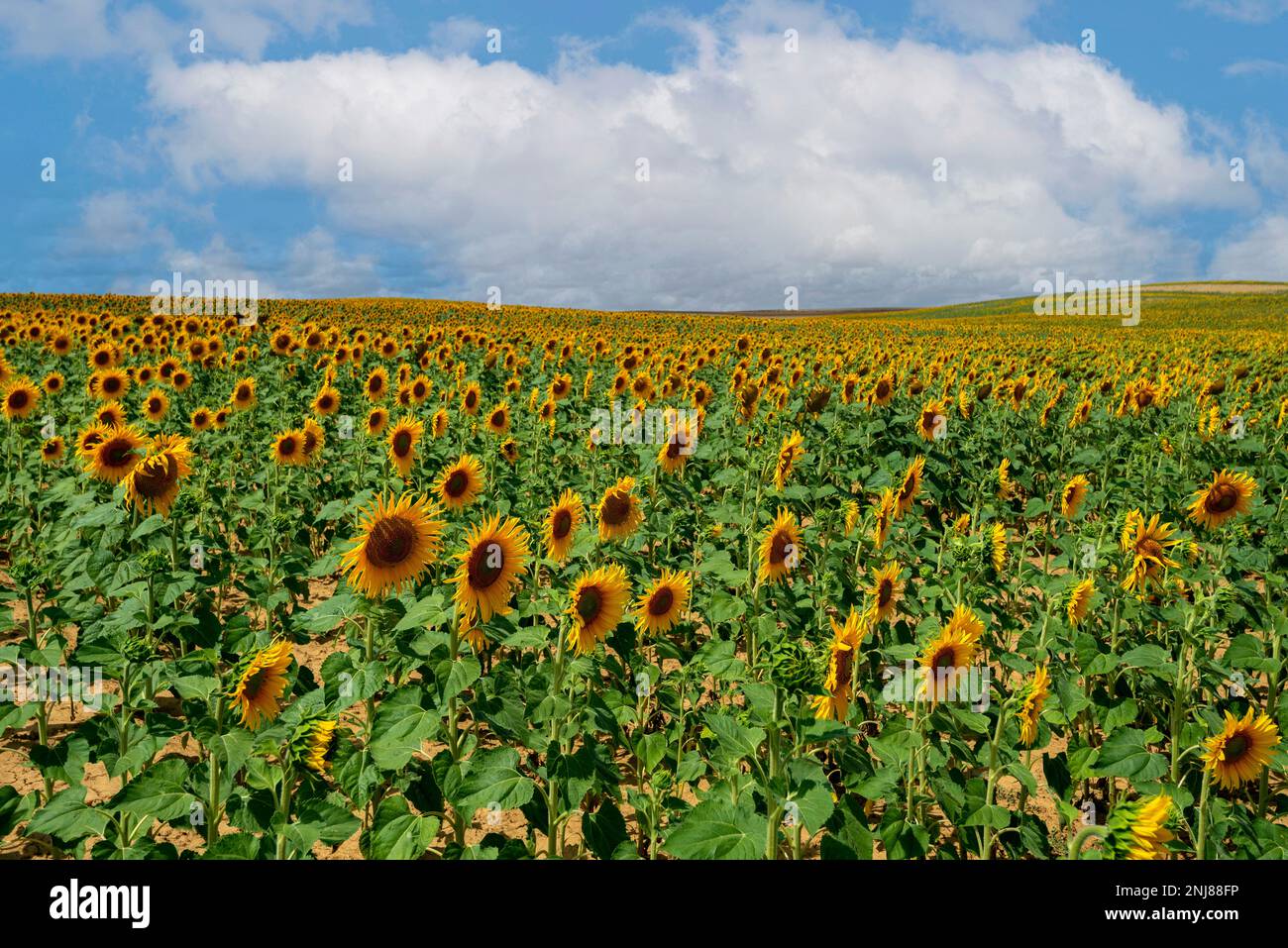 Fields of beautiful sunflowers growing next to the pathway on the Way ...