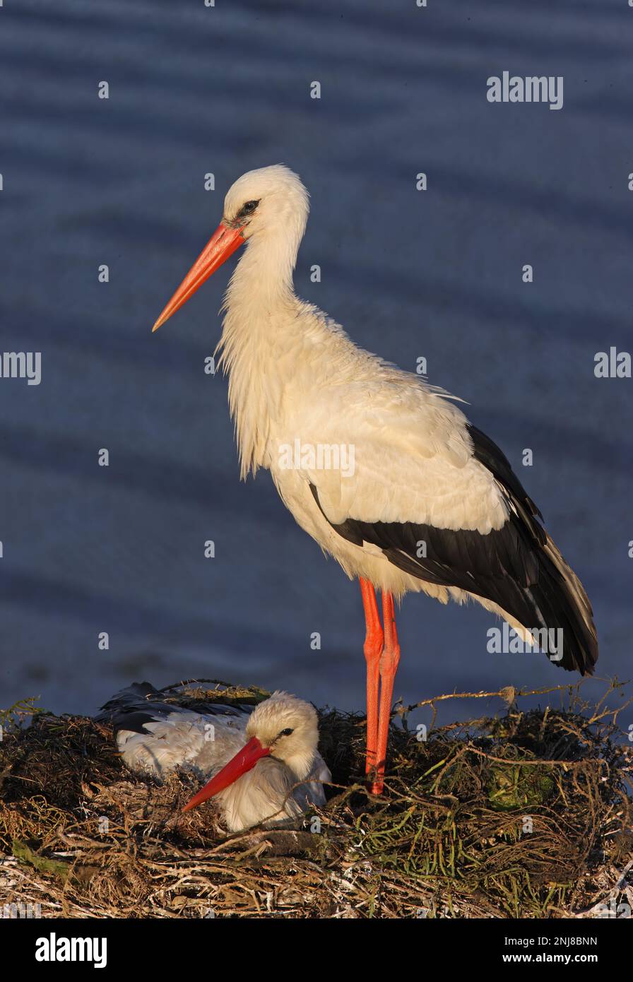 White stork ciconia ciconia pair at nest hi-res stock photography and ...