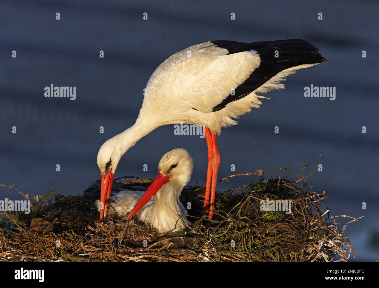 White Stork (Ciconia ciconia) pair at nest Faro, Algarve, Portugal ...